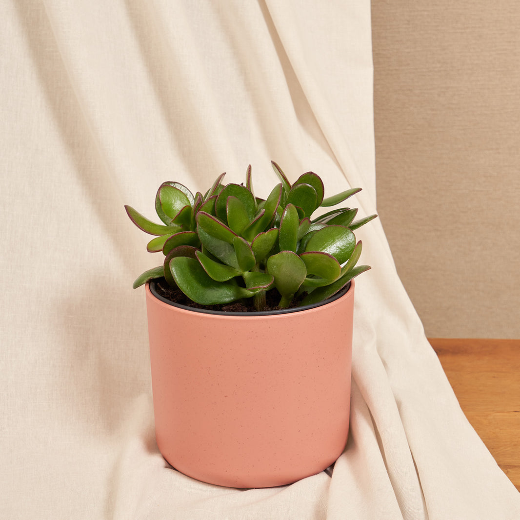 ruuds - Pflanzen leicht gemacht 🌿